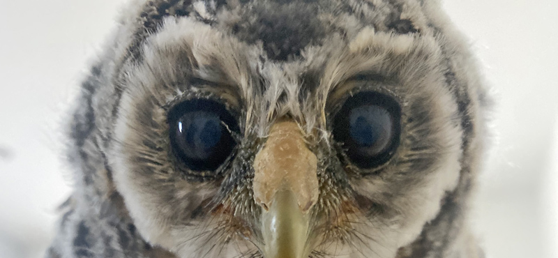 Baby Chaco Owl born at the park in April - Gauntlet Birds of Prey